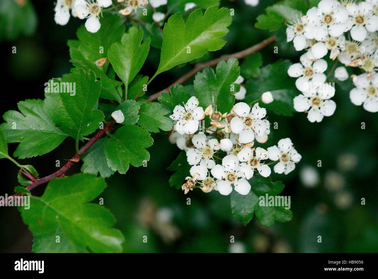 Branch with flowers and leaves hi-res stock photography and images - Alamy