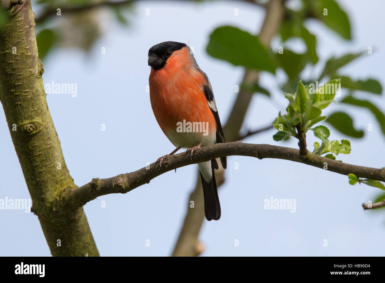 Close up photo of male bullfinch hi-res stock photography and images ...