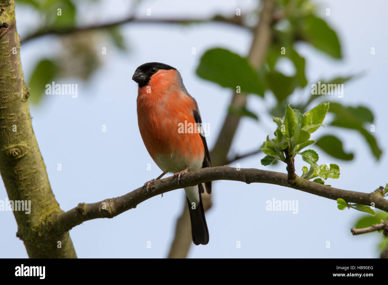 Bullfinch 2 hi-res stock photography and images - Alamy