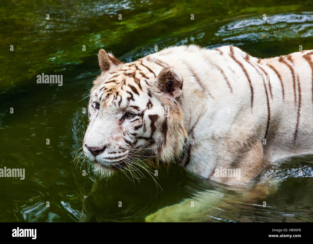 White tiger in water Stock Photo - Alamy