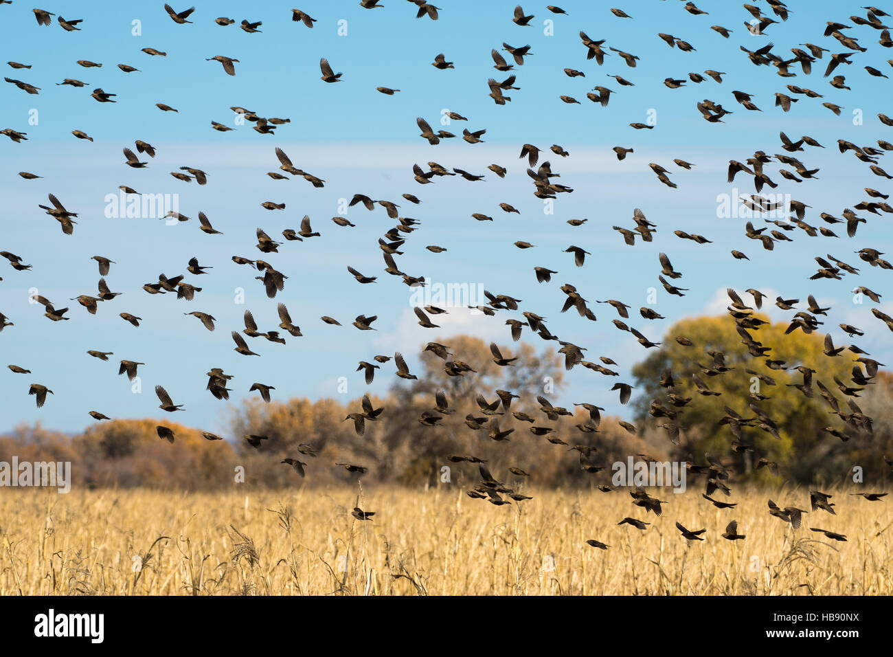 A crowd of birds hi-res stock photography and images - Alamy