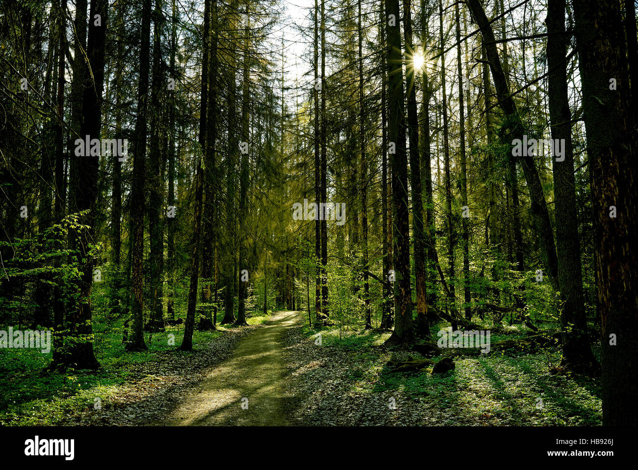 Dark forest sun rays hi-res stock photography and images - Alamy