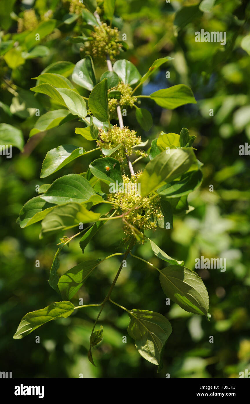 Celastrus orbiculatus, Staff vine Stock Photo - Alamy