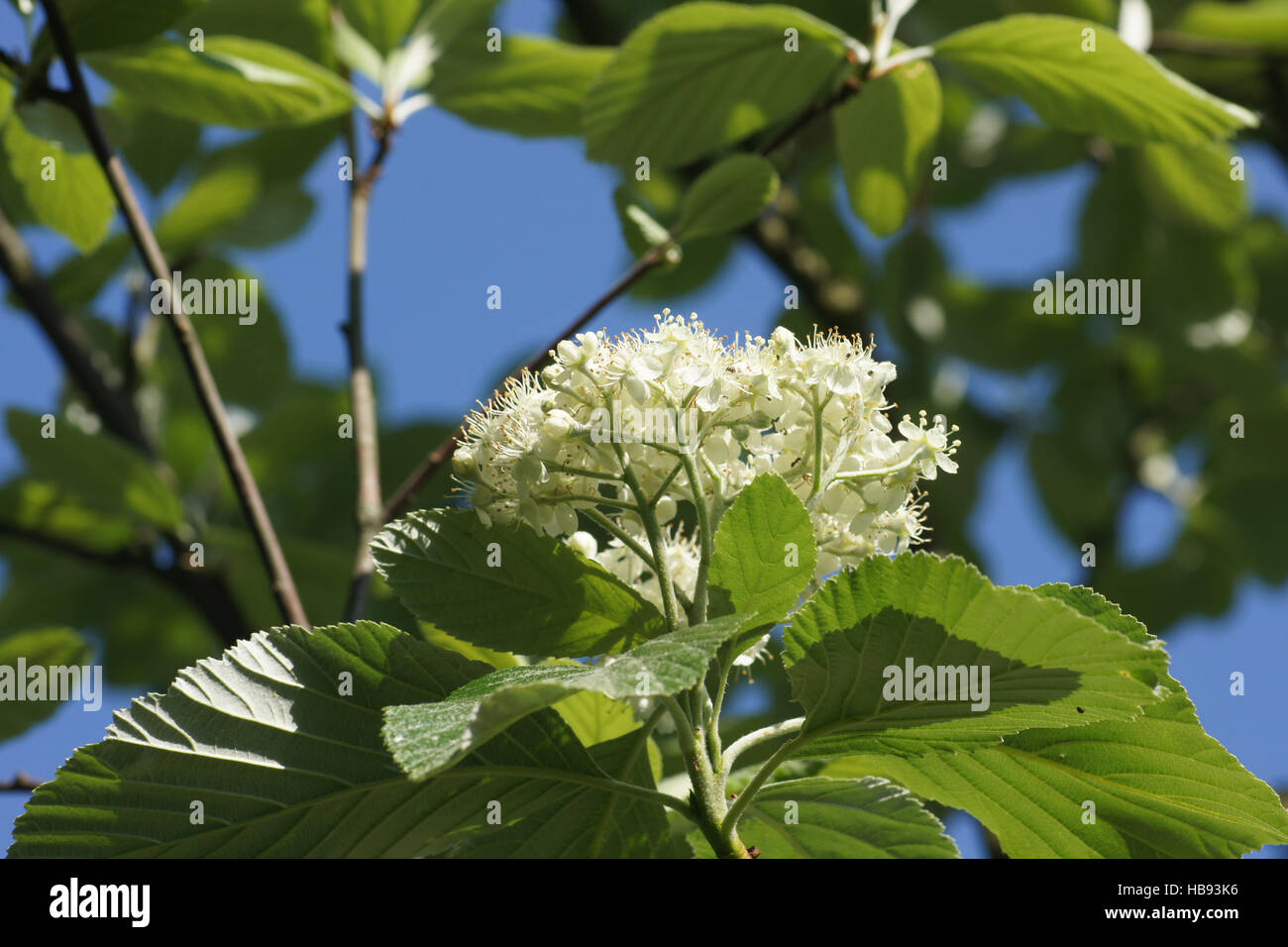 Sorbus aria, Whitebeam Stock Photo - Alamy