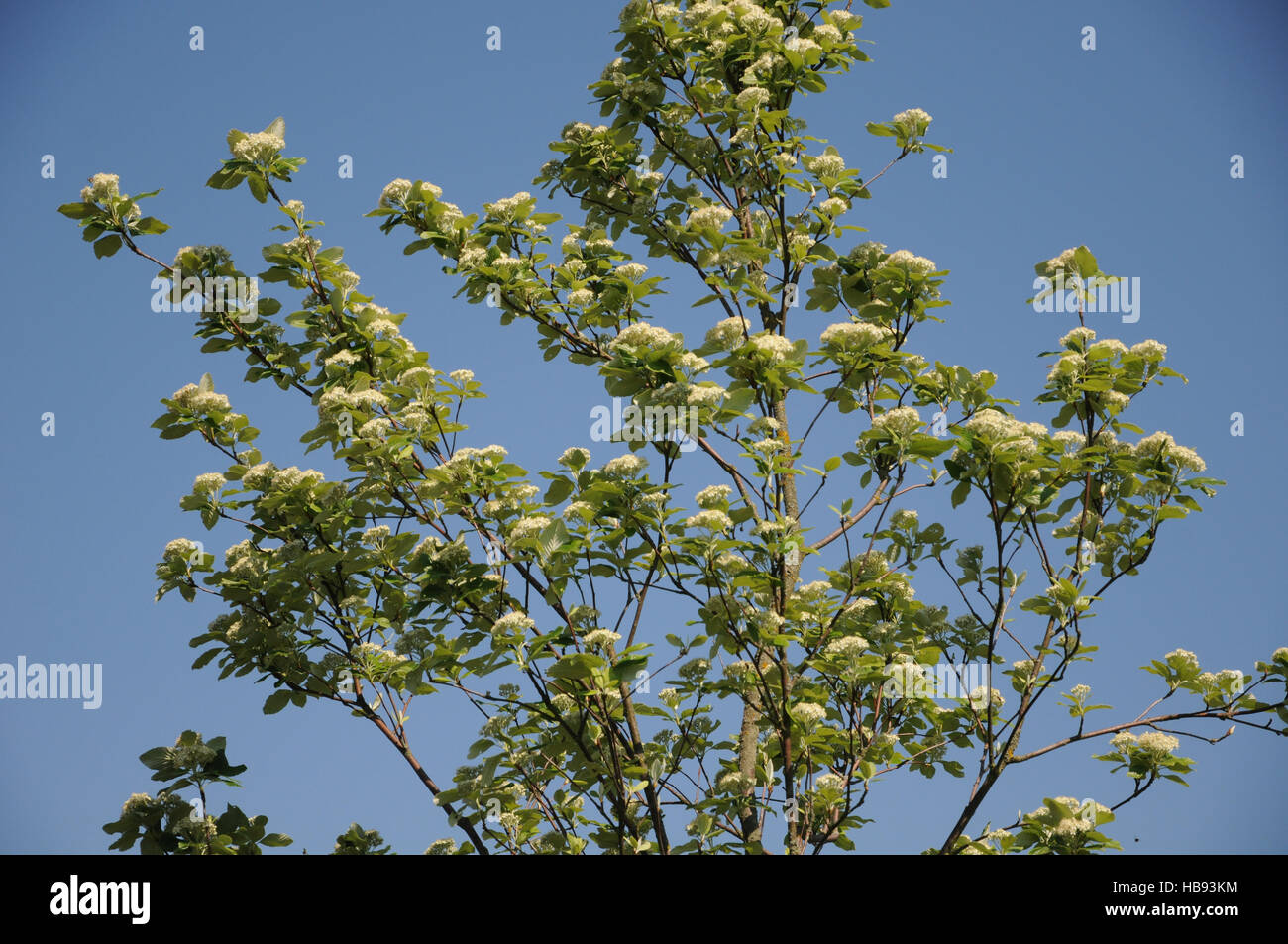 Sorbus aria, Whitebeam Stock Photo - Alamy