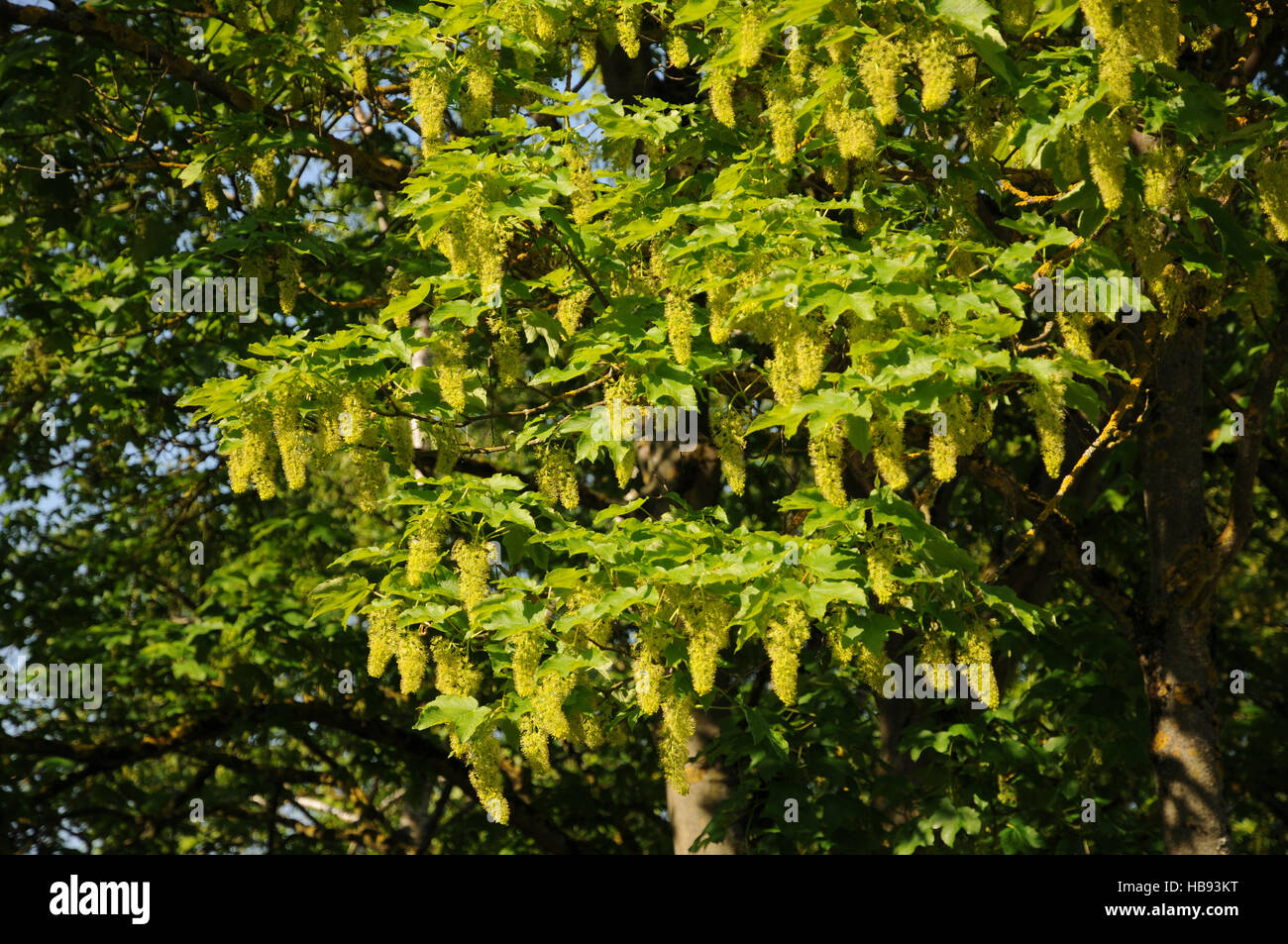 Acer pseudoplatanus, Sycamore maple, flowering Stock Photo - Alamy