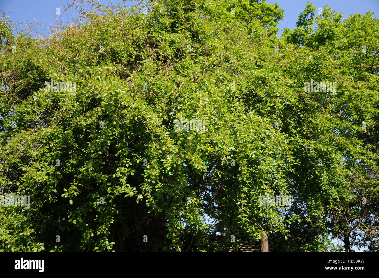 Celastrus orbiculatus, Staff vine Stock Photo - Alamy