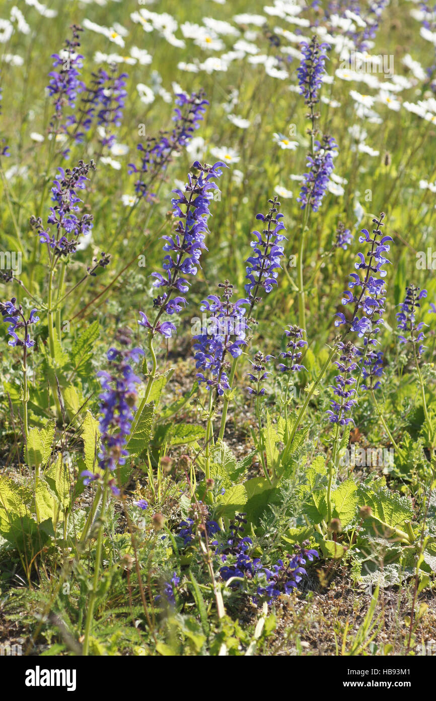 Salvia pratensis, Meadow sage Stock Photo - Alamy