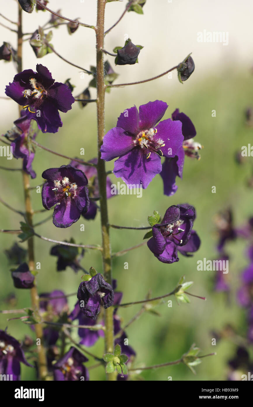 Verbascum phoeniceum, Purple mullein Stock Photo - Alamy