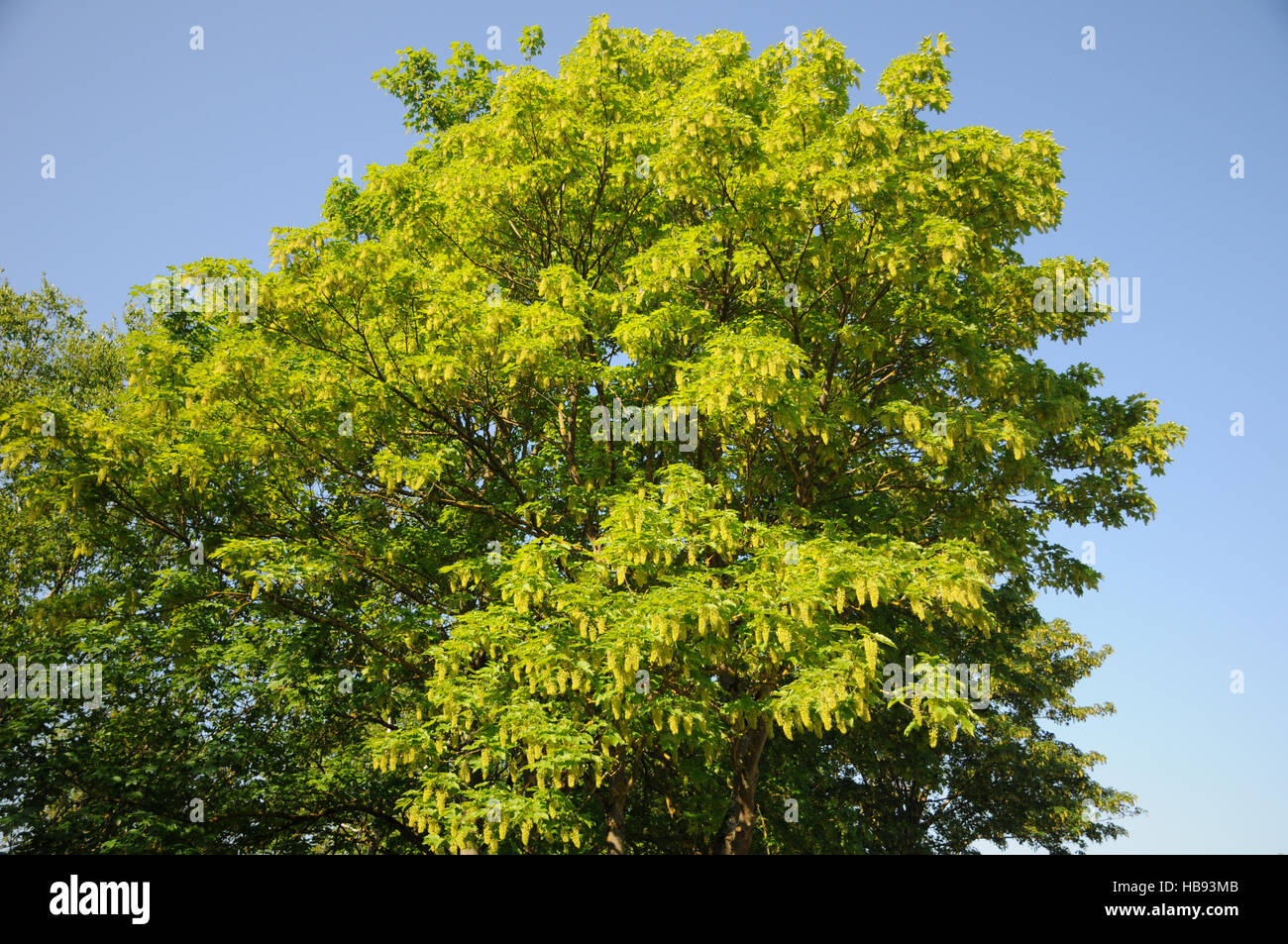 Acer pseudoplatanus, Sycamore maple, flowering Stock Photo - Alamy