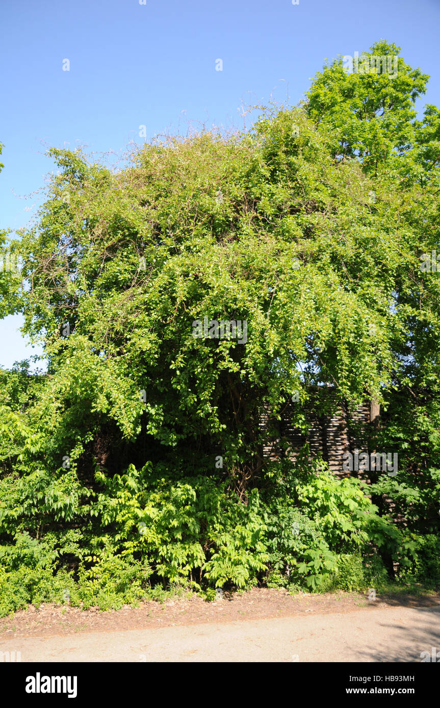 Celastrus orbiculatus, Staff vine Stock Photo - Alamy