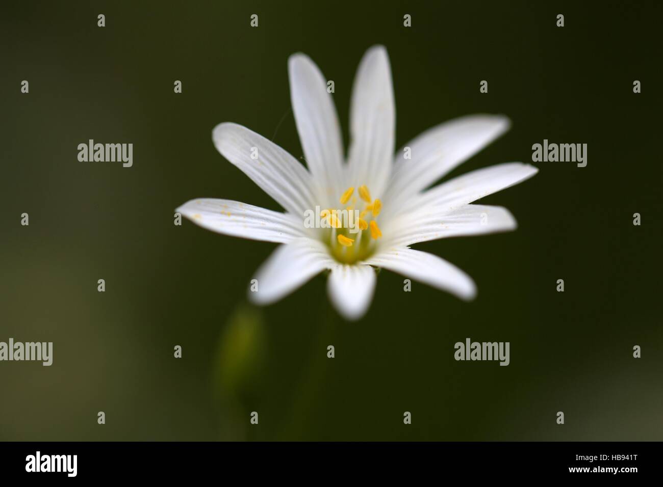 Common stitchwort hi-res stock photography and images - Alamy