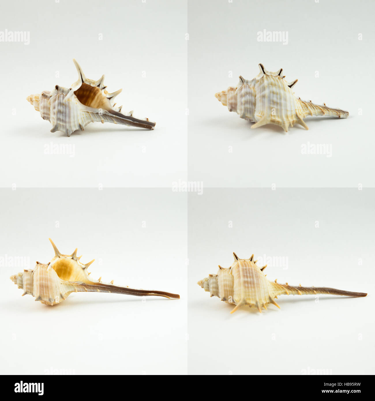 Shells with spines Stock Photo - Alamy