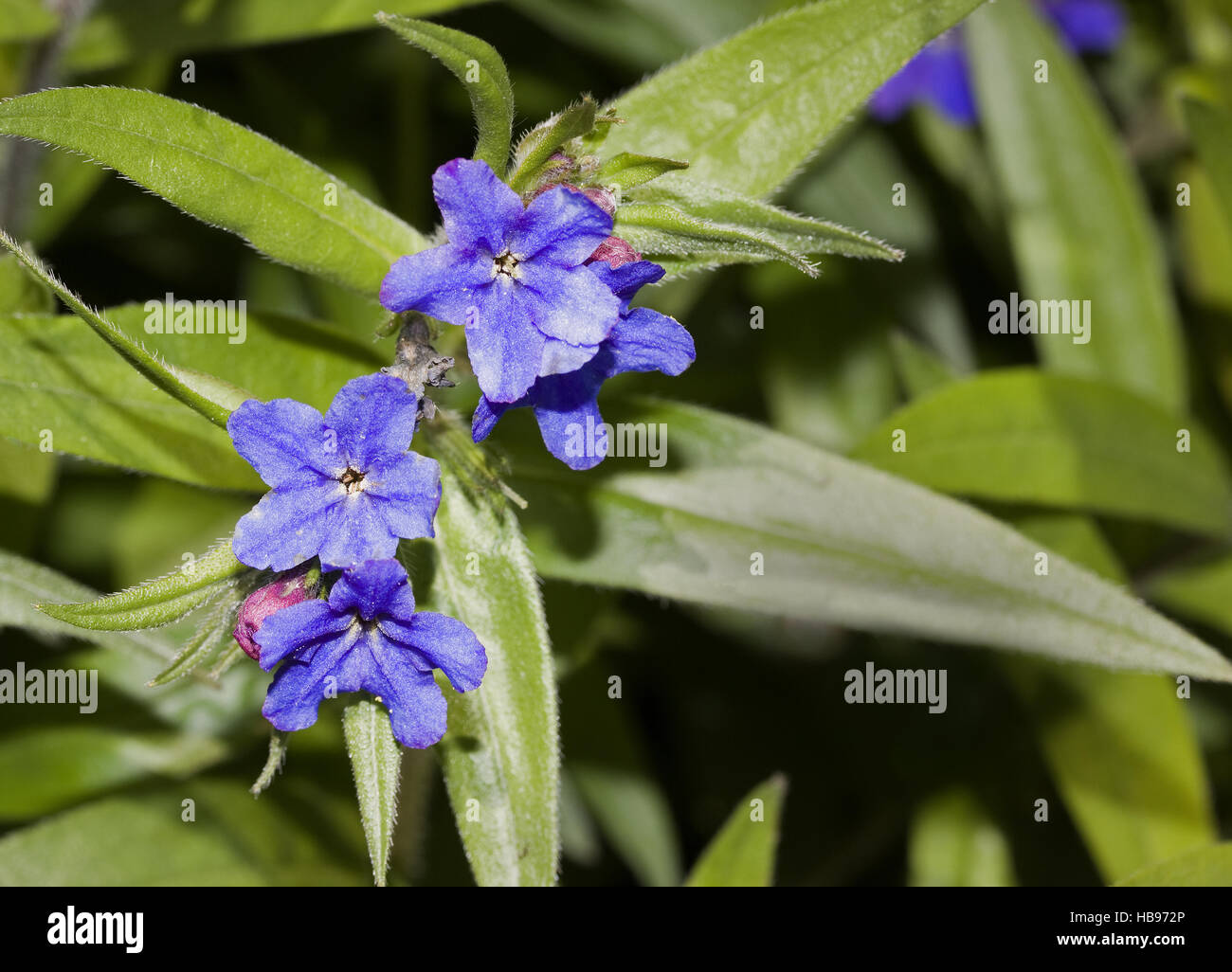Blue gromwell Buglossoides purpurocaerulea Stock Photo - Alamy