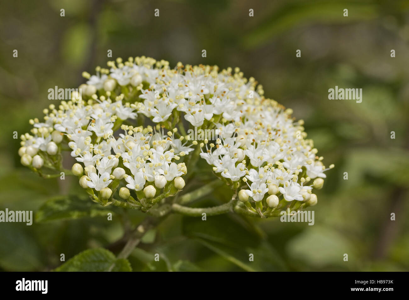 Viburnum lantana hedge hi-res stock photography and images - Alamy
