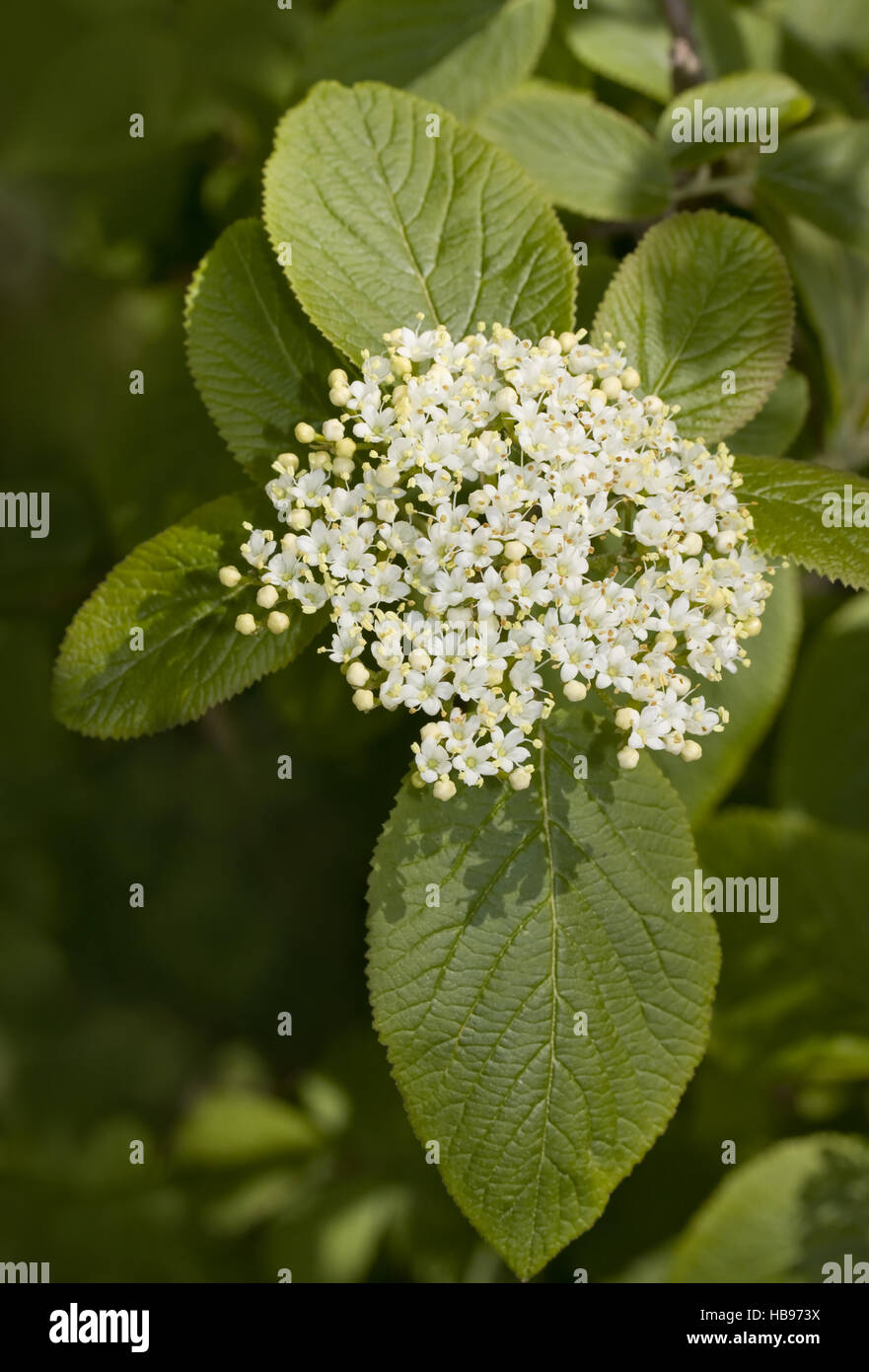 Viburnum lantana hedge hi-res stock photography and images - Alamy