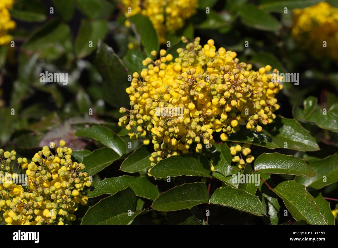 Flowers of a Oregon Grape Bush Stock Photo - Alamy
