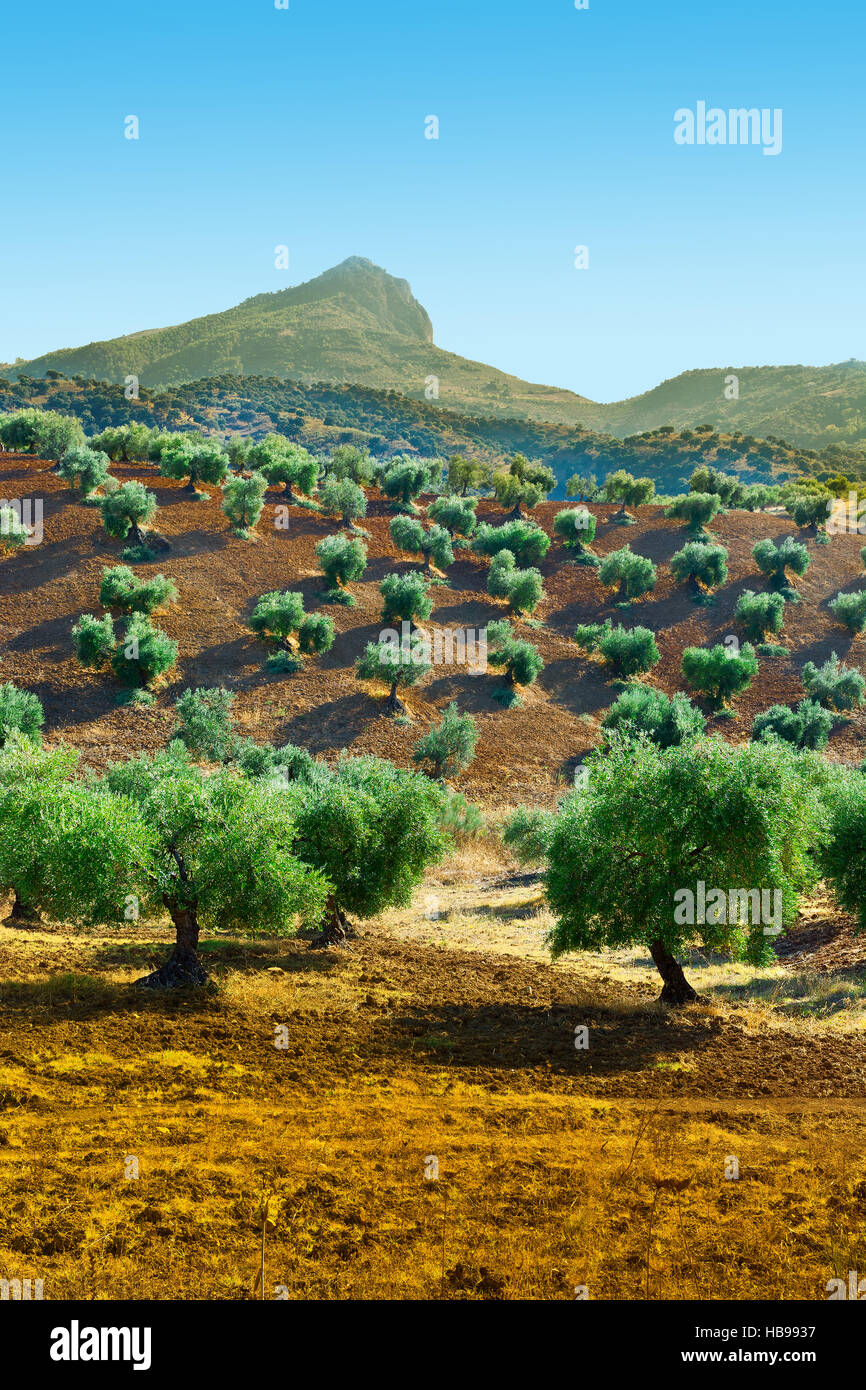 Olive trees spain hi-res stock photography and images - Alamy