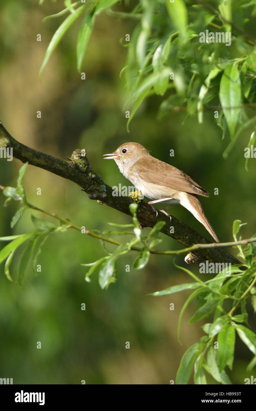 Thrush nightingale hi-res stock photography and images - Alamy