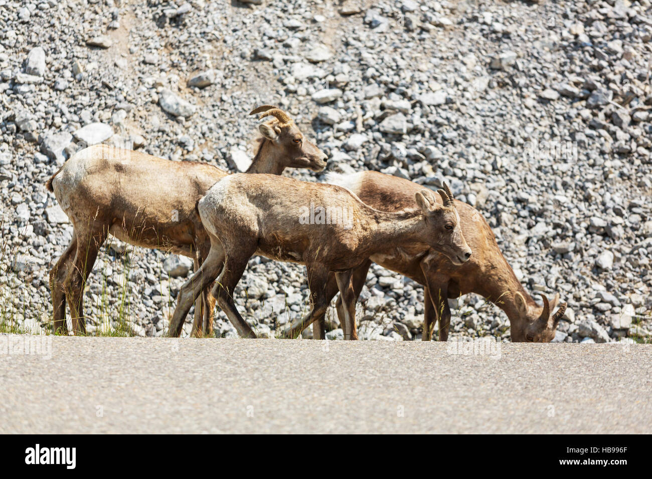 Goat in Canada Stock Photo - Alamy