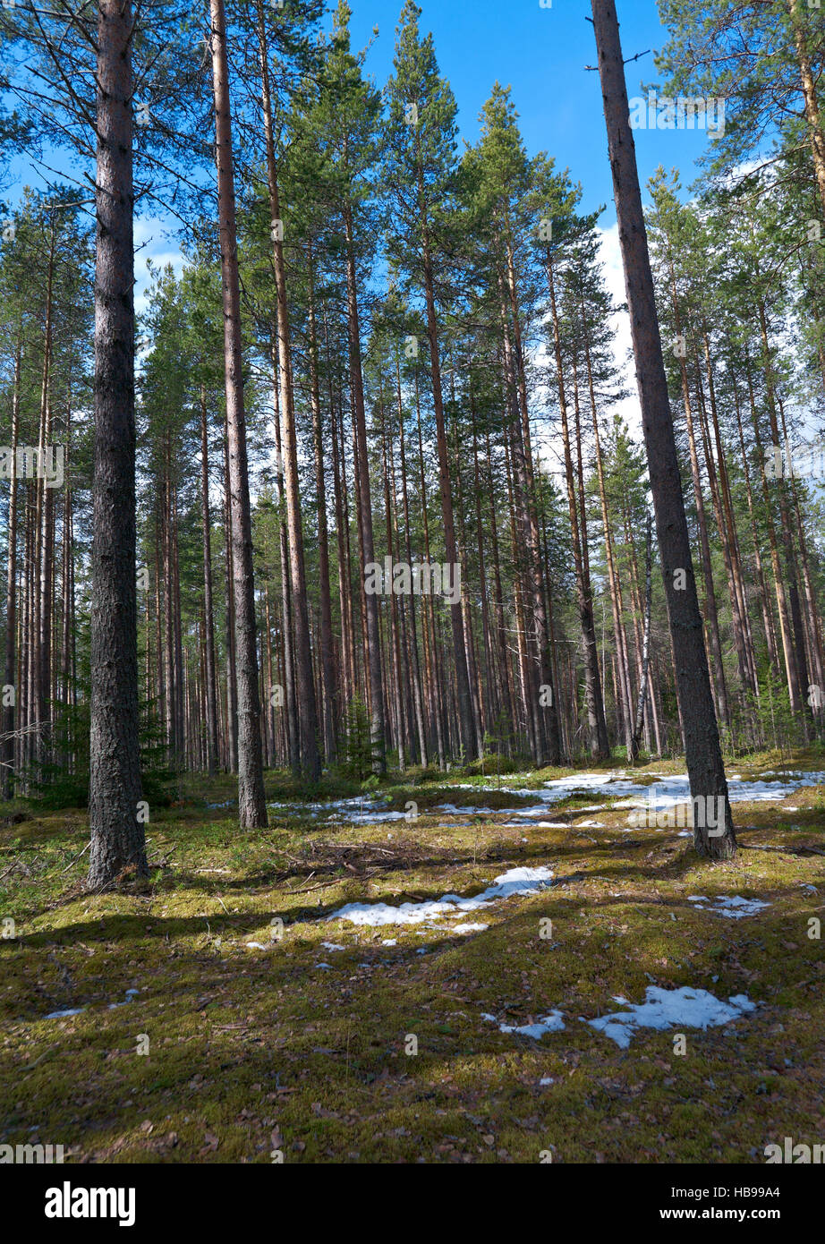 landscape in the spring forest Stock Photo - Alamy