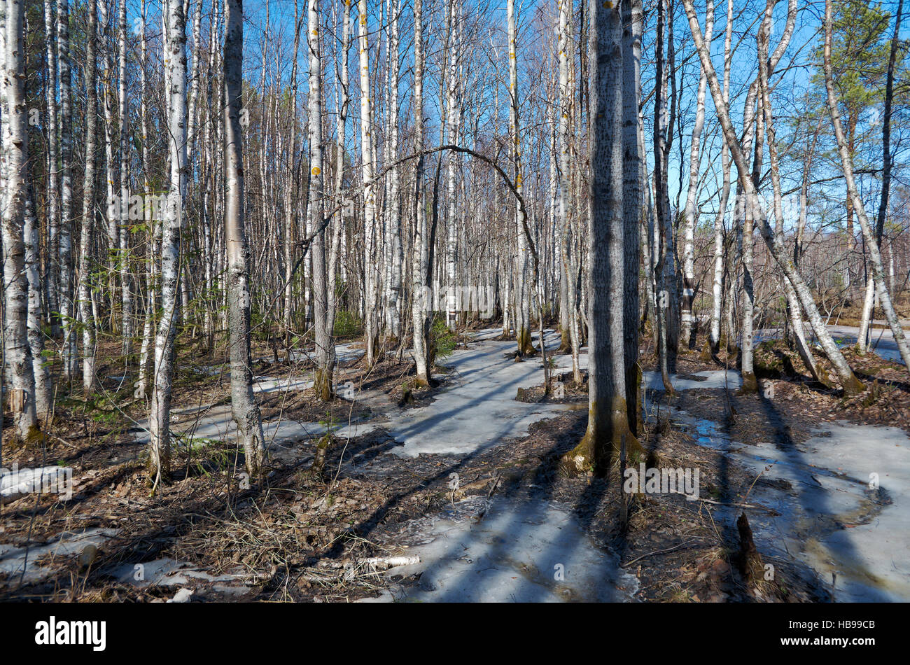 Russian forest in early spring Stock Photo - Alamy