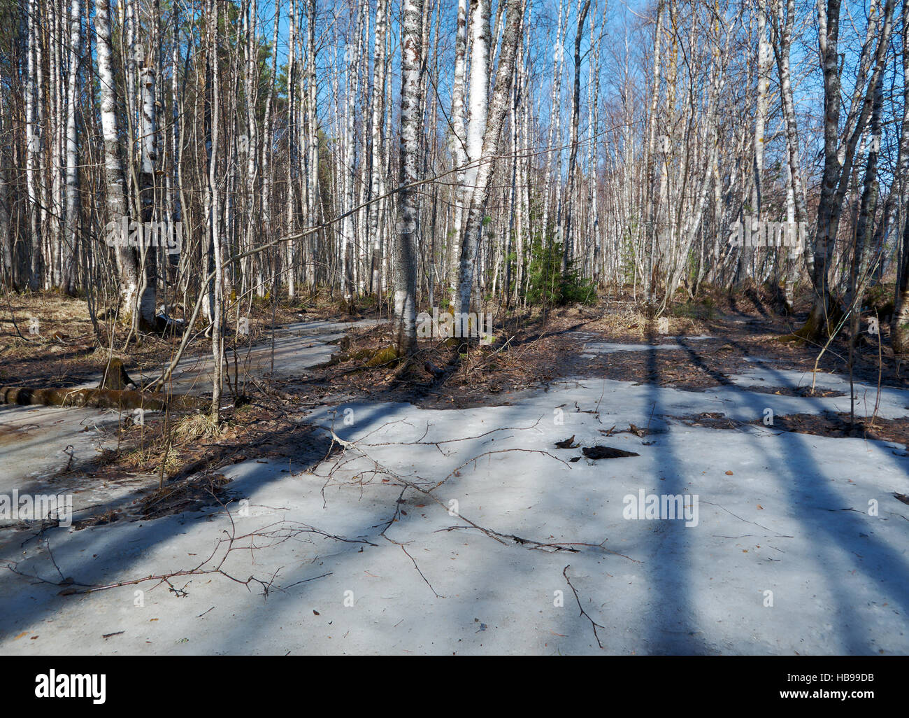 Russian forest in early spring Stock Photo - Alamy