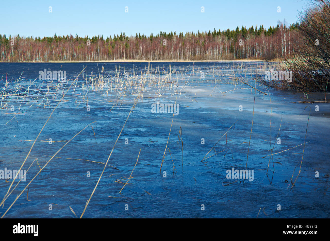 spring flooding on the lake Stock Photo - Alamy
