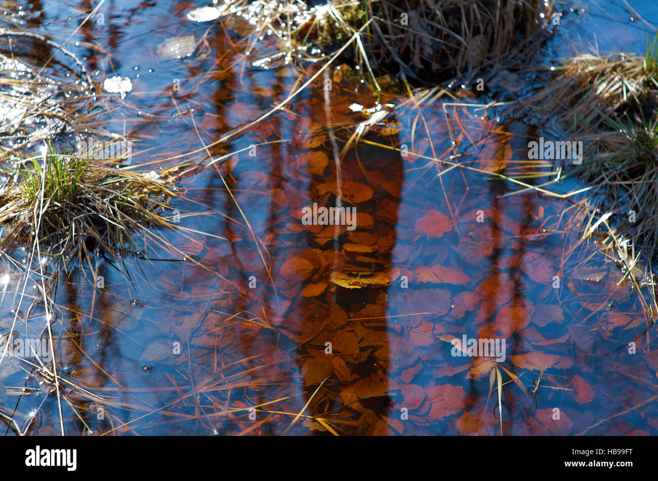 Russian forest in early spring Stock Photo - Alamy