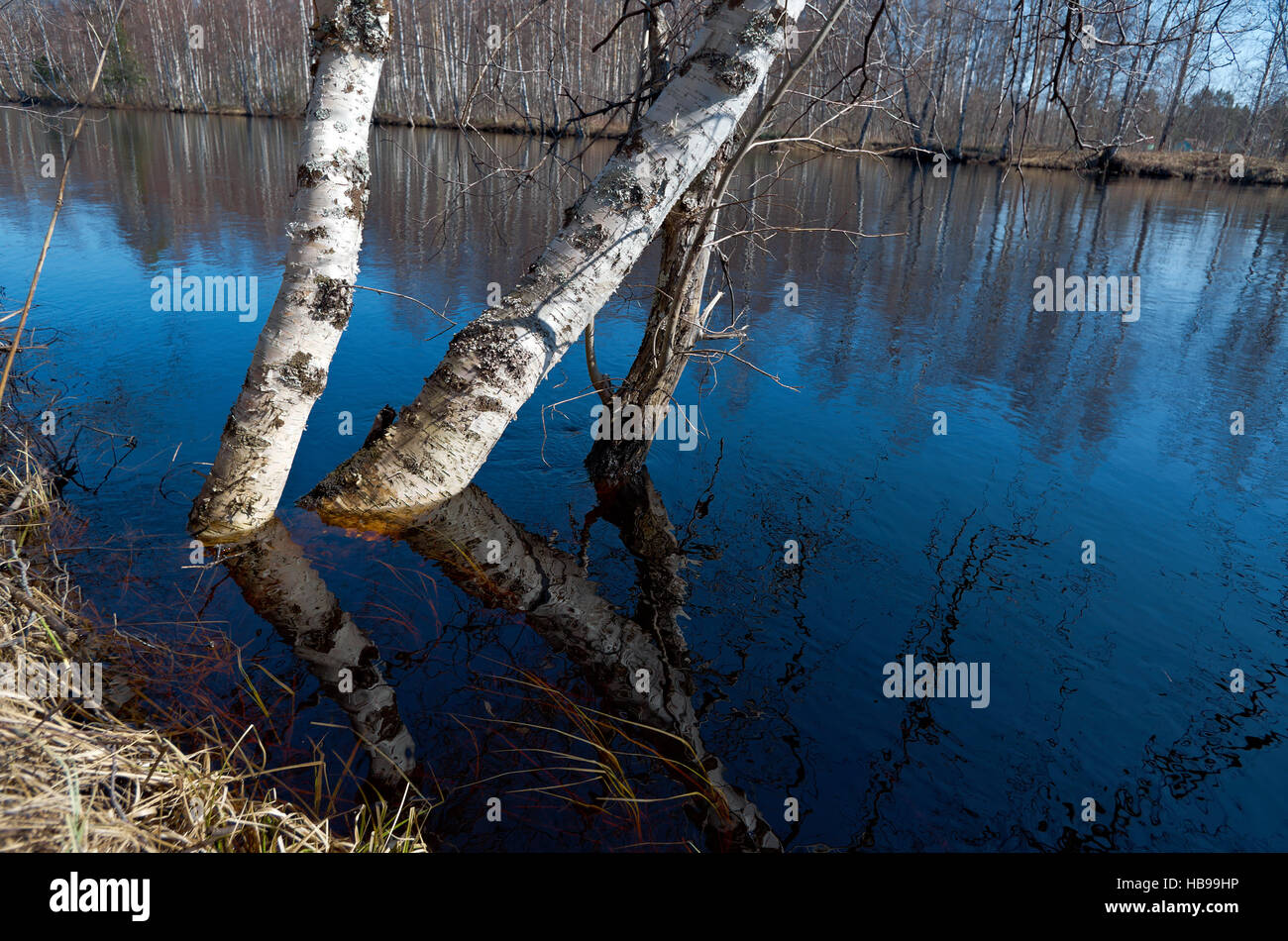 Spring flooding on the river Stock Photo - Alamy