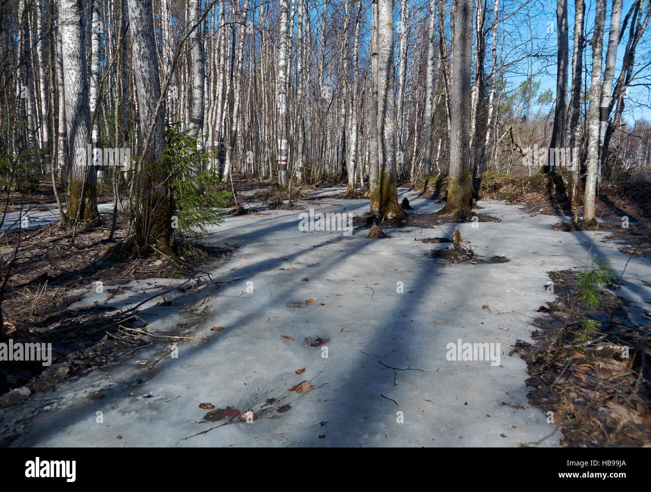 Russian forest in early spring Stock Photo - Alamy