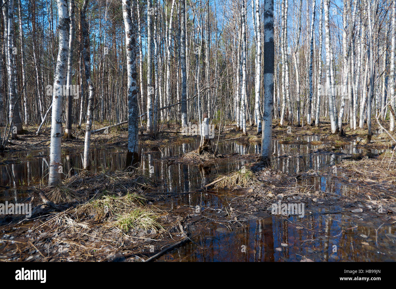 Russian forest in early spring Stock Photo - Alamy
