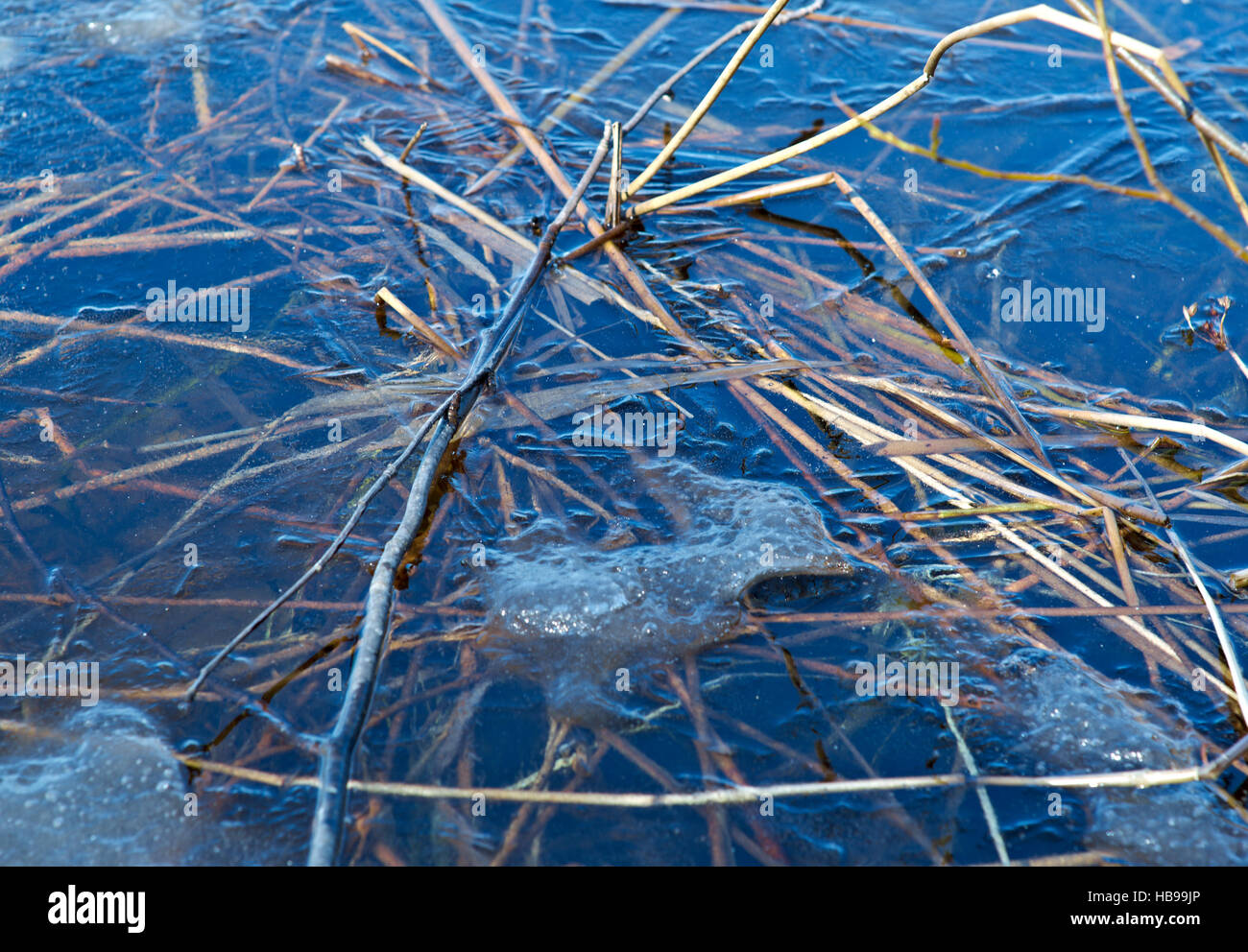 spring flooding on the lake Stock Photo - Alamy