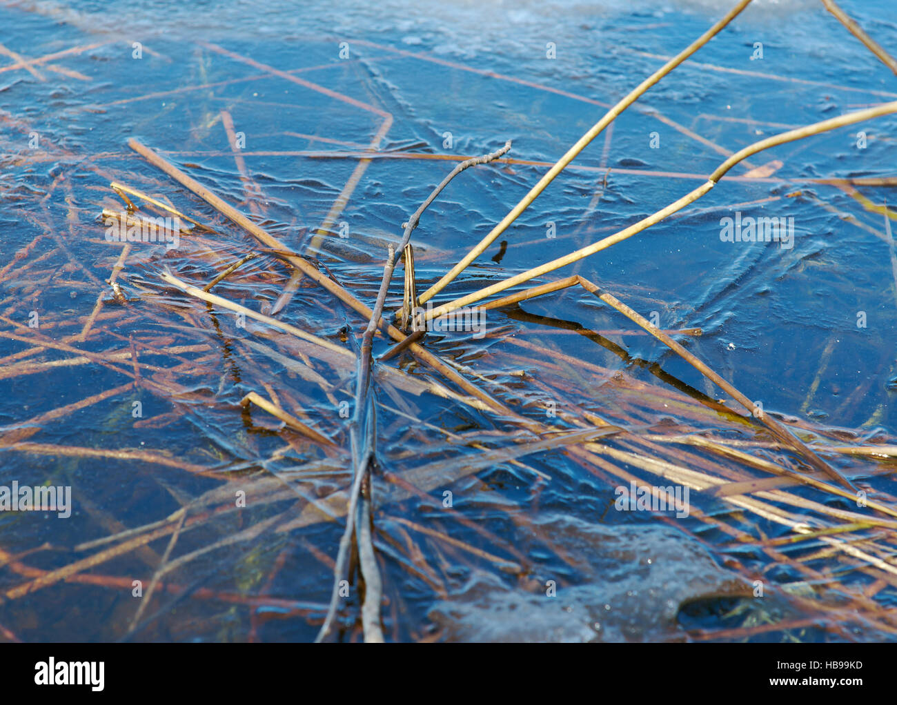 spring flooding on the lake Stock Photo - Alamy