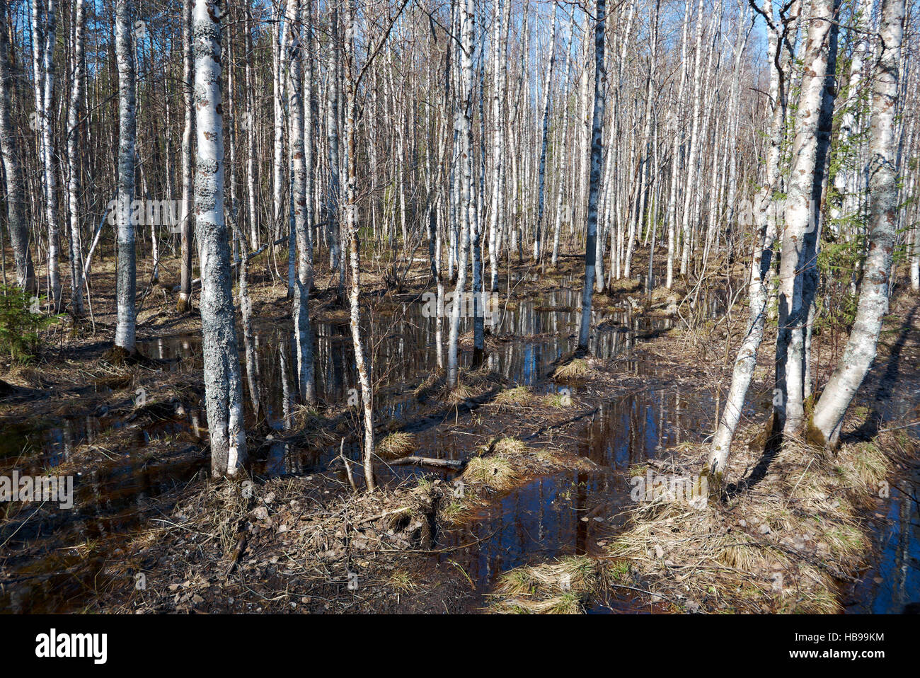 Russian forest in early spring Stock Photo - Alamy
