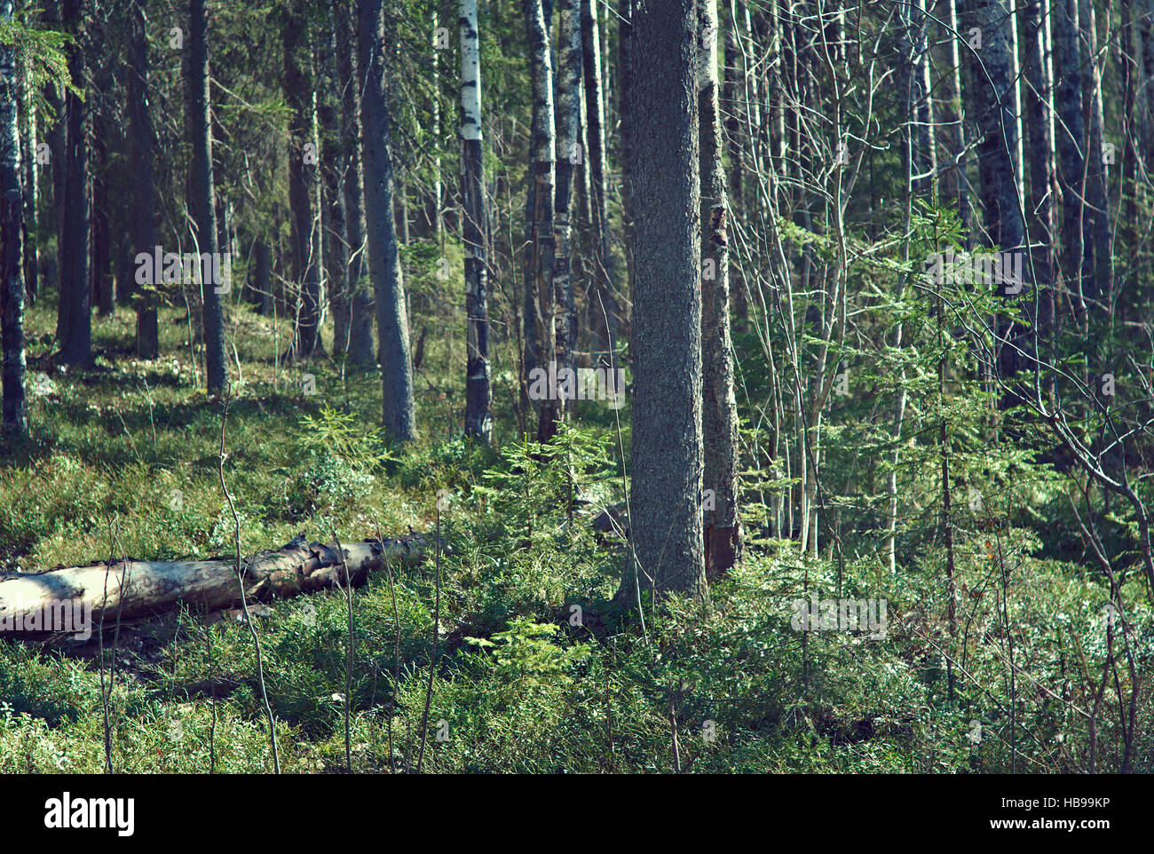 Russian forest in early spring Stock Photo - Alamy