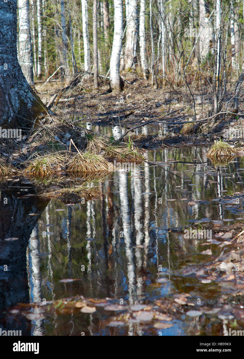 Russian forest in early spring Stock Photo - Alamy