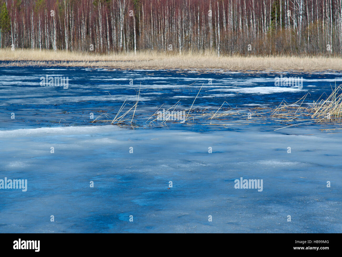 spring flooding on the lake Stock Photo - Alamy