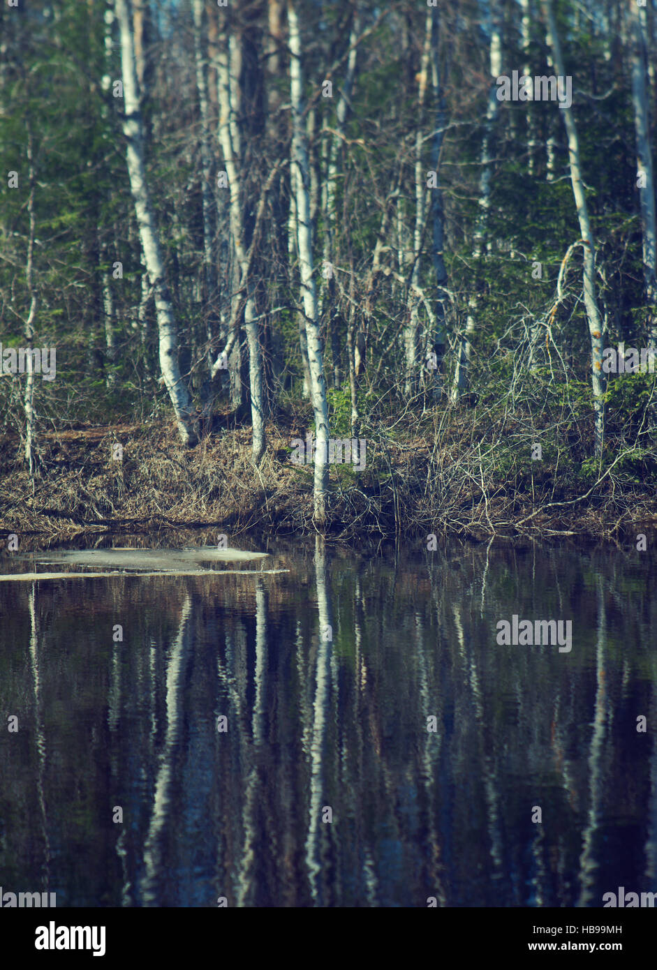 Russian forest in early spring Stock Photo - Alamy
