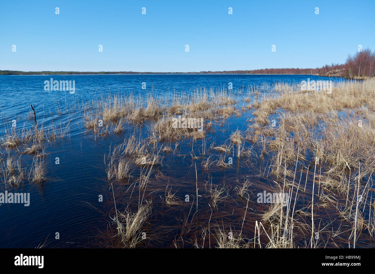Spring taiga lake hi-res stock photography and images - Alamy