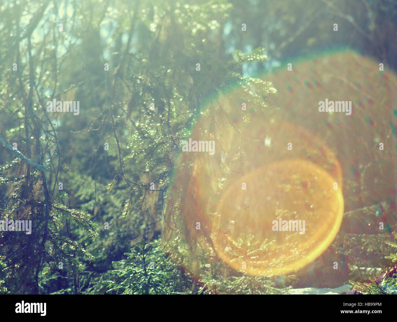 forest in early spring Stock Photo - Alamy