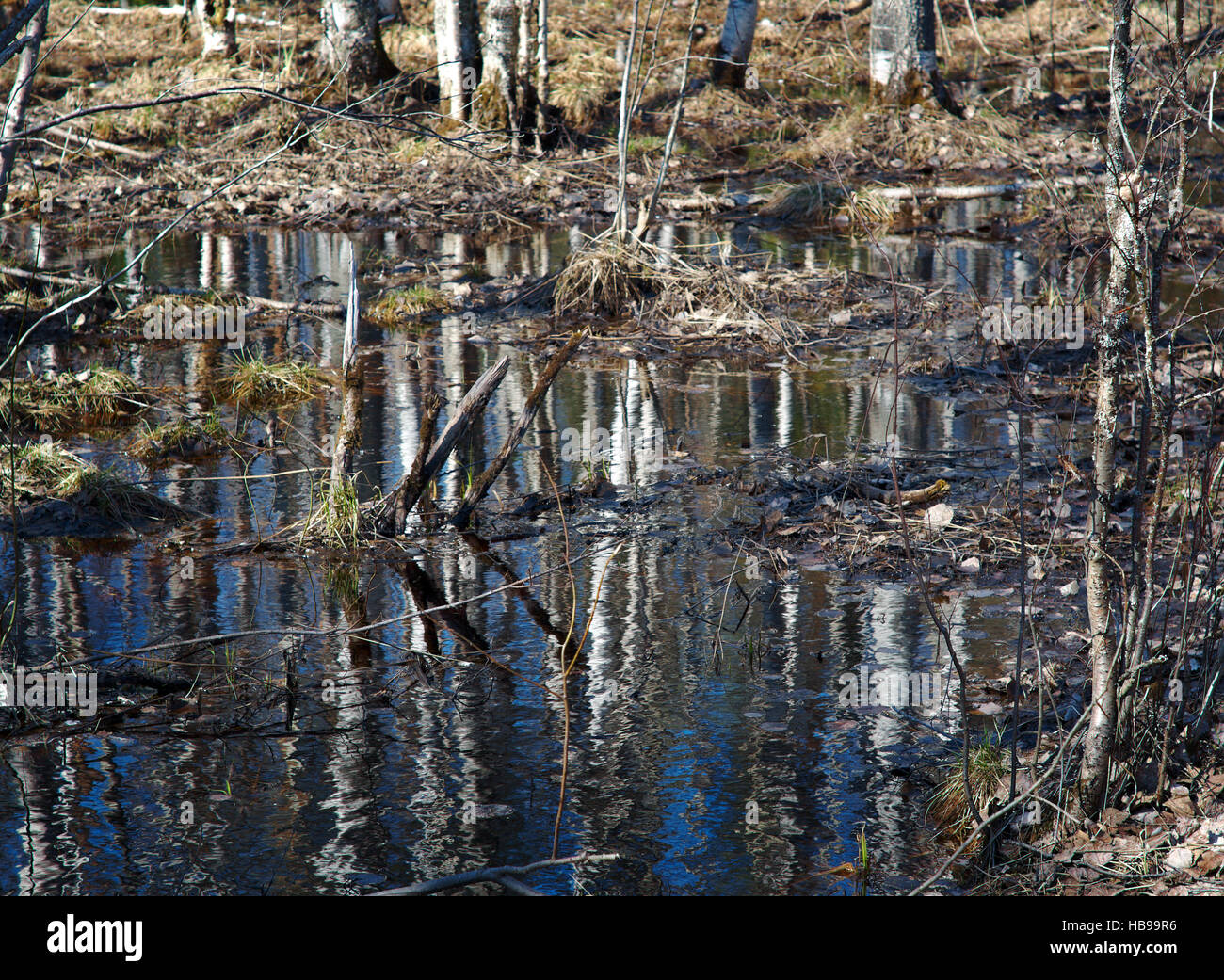 Russian forest in early spring Stock Photo - Alamy