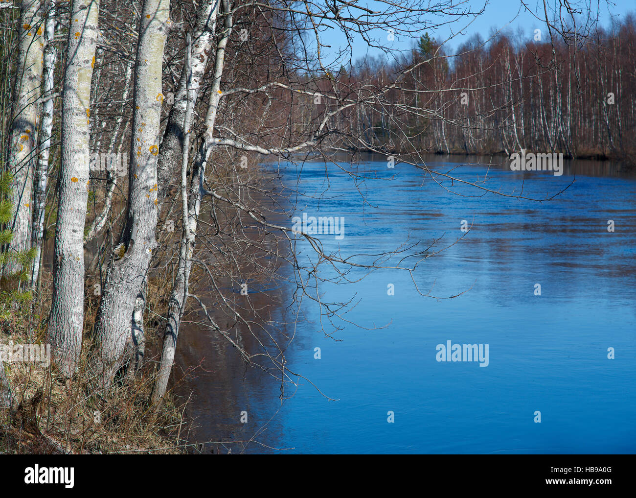 Spring flooding on the river Stock Photo - Alamy