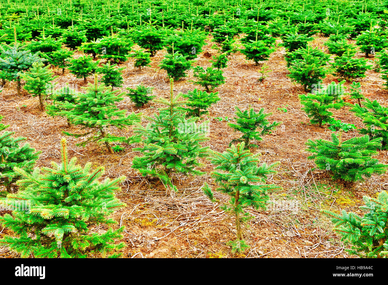 Tree spruce row hi-res stock photography and images - Alamy