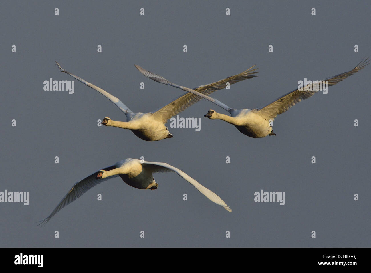 Formation of swan hi-res stock photography and images - Alamy