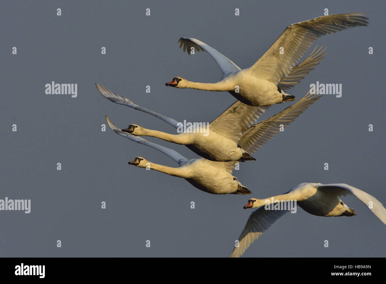 Formation of swan hi-res stock photography and images - Alamy