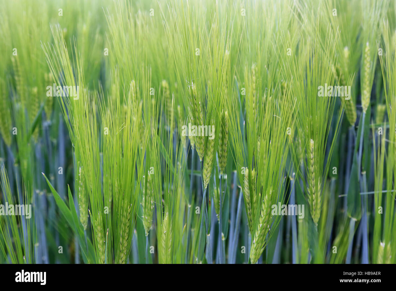 Young barley crop close hi-res stock photography and images - Alamy