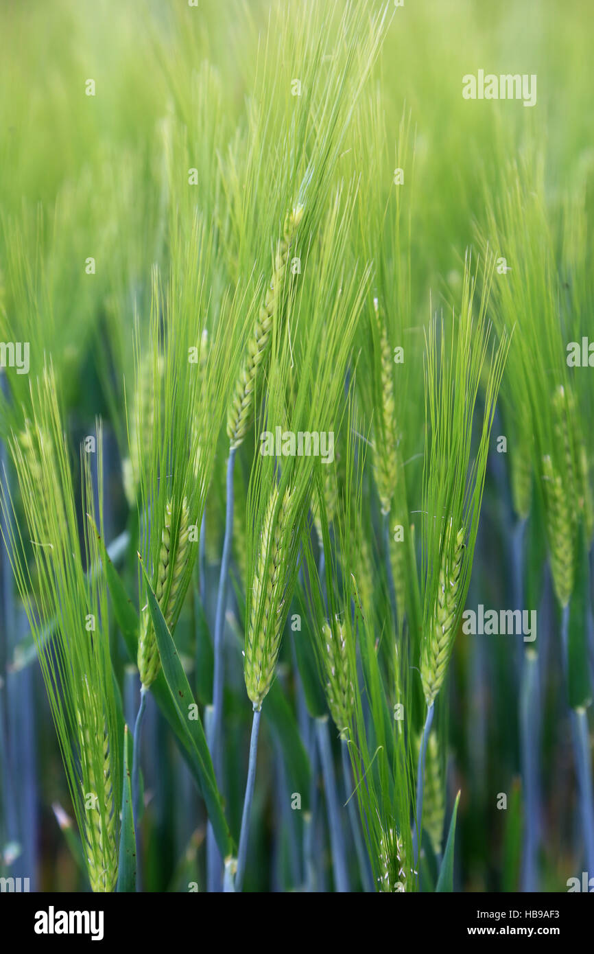 Young barley crop close hi-res stock photography and images - Alamy