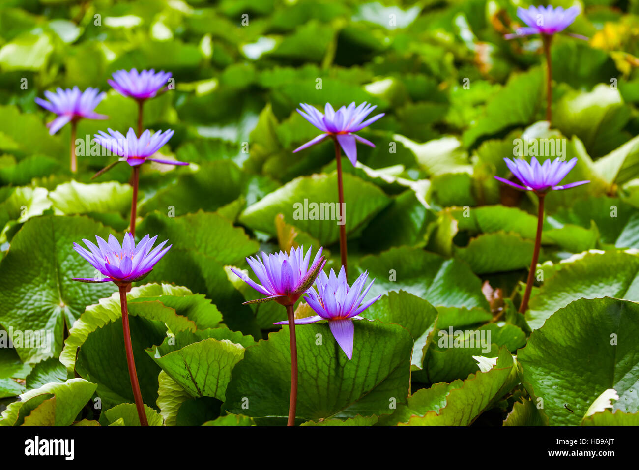 Violet water lilly hi-res stock photography and images - Alamy
