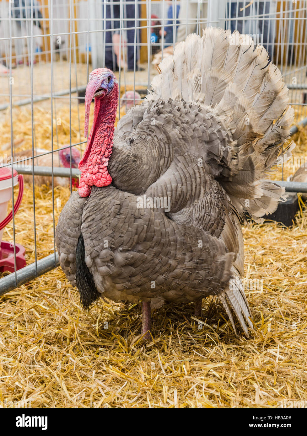 Big beautiful turkey on a farm, close-up Stock Photo - Alamy